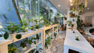 10 Tempat Beli Tanaman Hias di Jakarta Terlengkap dan Murah - Haijakarta.id