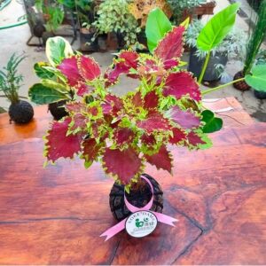 10 Tempat Beli Tanaman Hias Di Jakarta Terlengkap Dan Murah Haijakarta Id