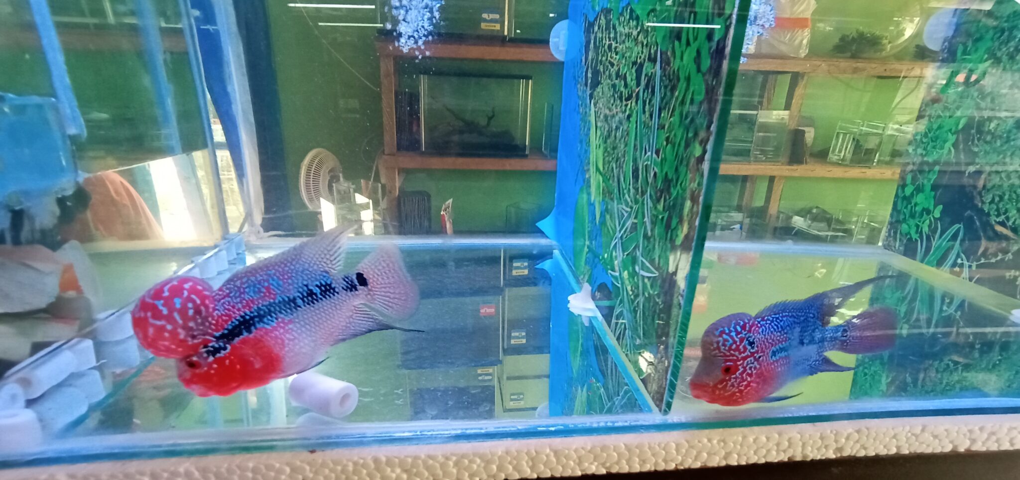10 Tempat Beli Ikan Hias di Jakarta Terlengkap dan Murah - Haijakarta.id