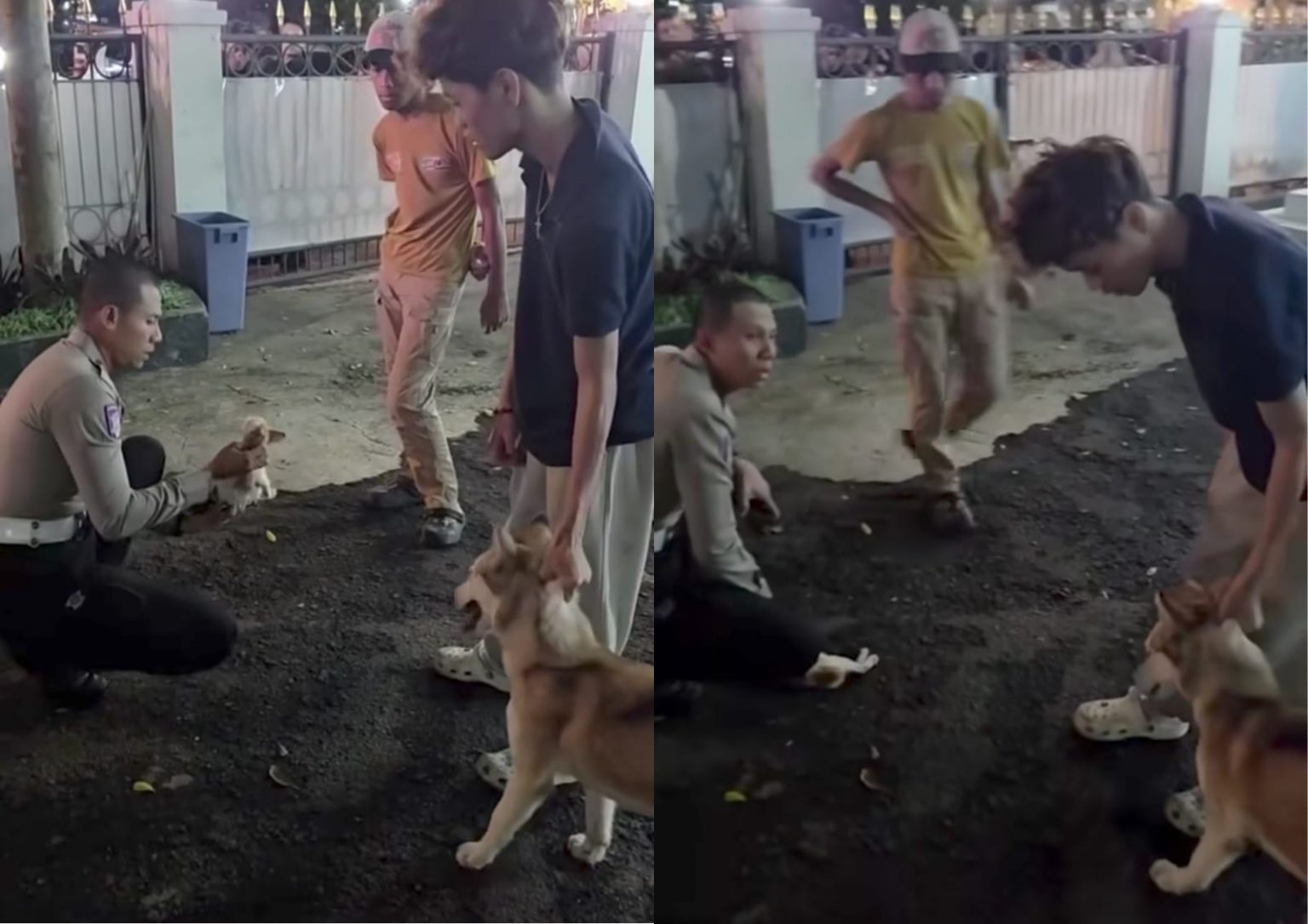 Polisi Turun Tangan! Seekor Kucing Digigit Anjing Akibat Tali Pengaman ...